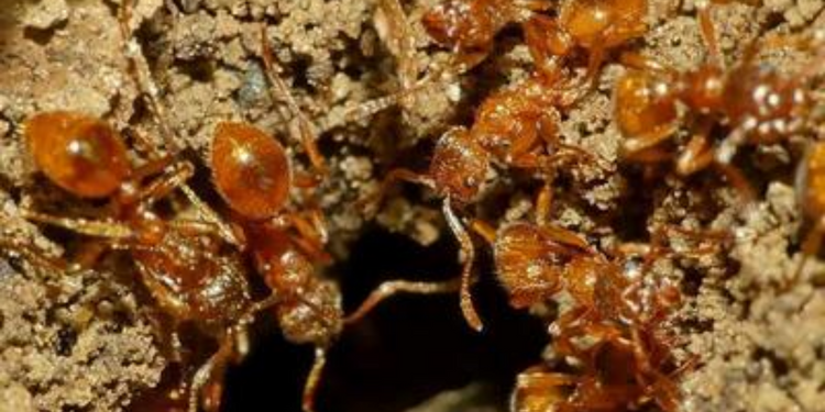 Elevage fourmis: 5 conseils pour prendre soin d'une colonie de fourmis ...