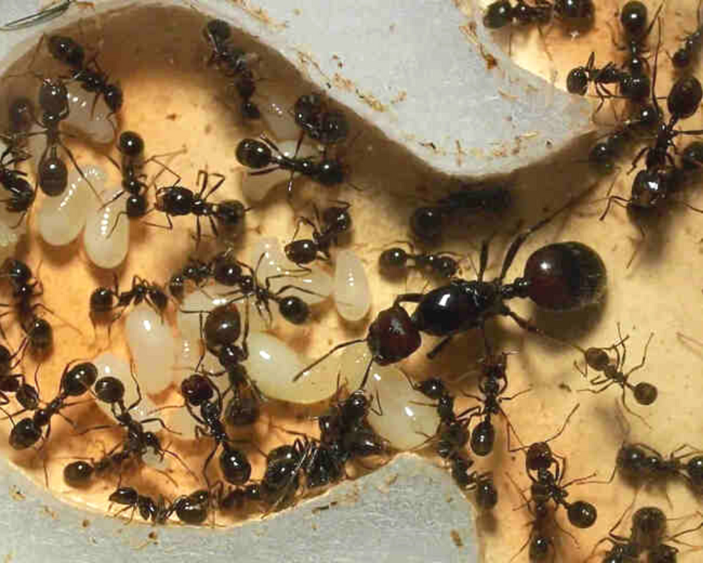 Hormigas - Messor barbarus – L'insecterie