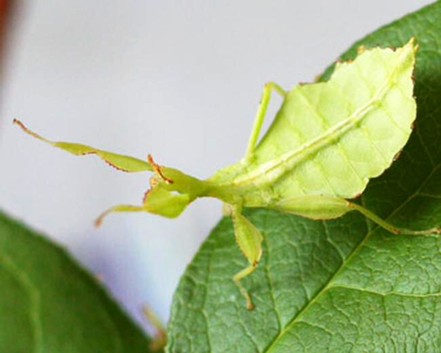 Venta en línea de frascos de hojas gigantes - Phyllium philippinicum ...